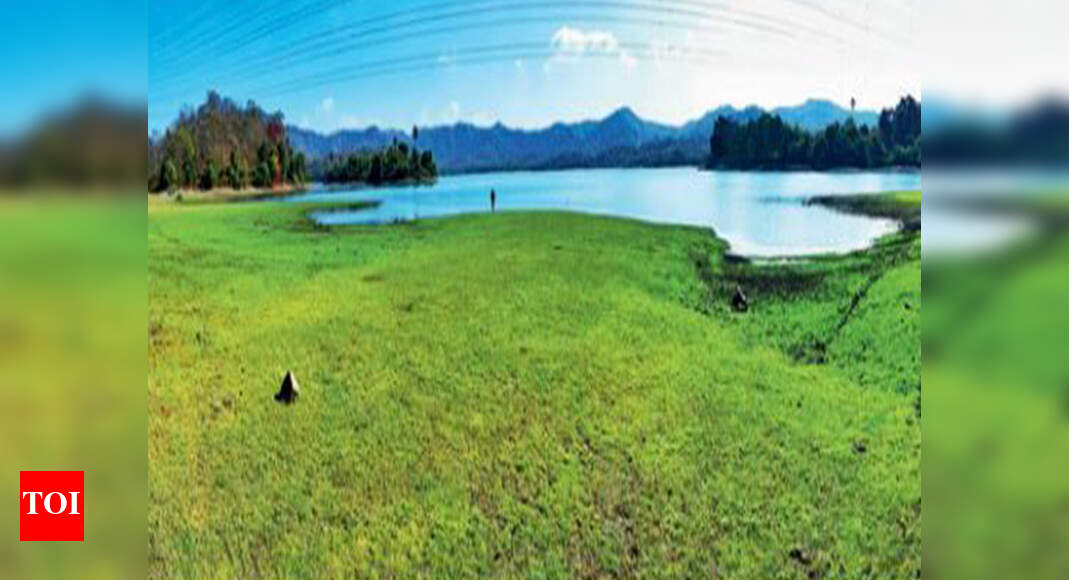 Why forest dept is growing tasty grass in National Park | Mumbai News ...