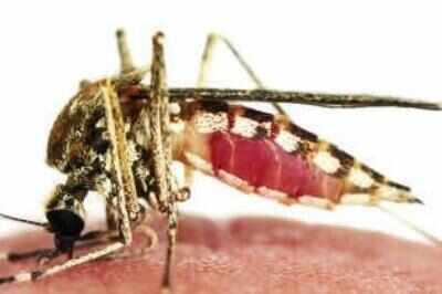 E-health centres turn focus units to tackle dengue, malaria | Kolkata ...