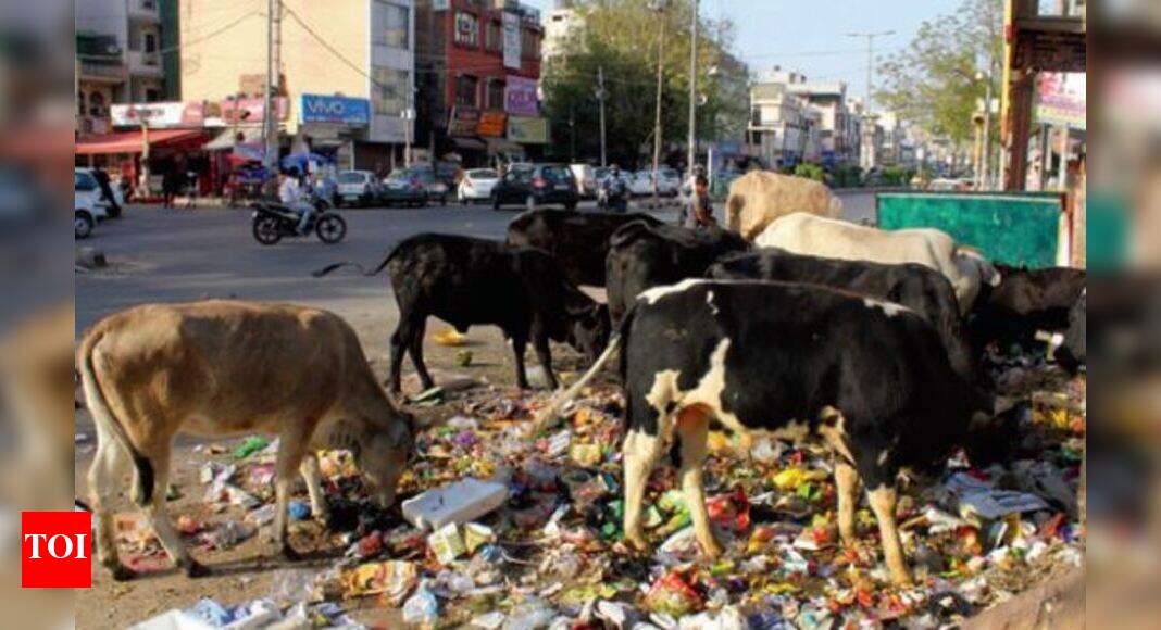 Rohini battles the great divide | Delhi News - Times of India