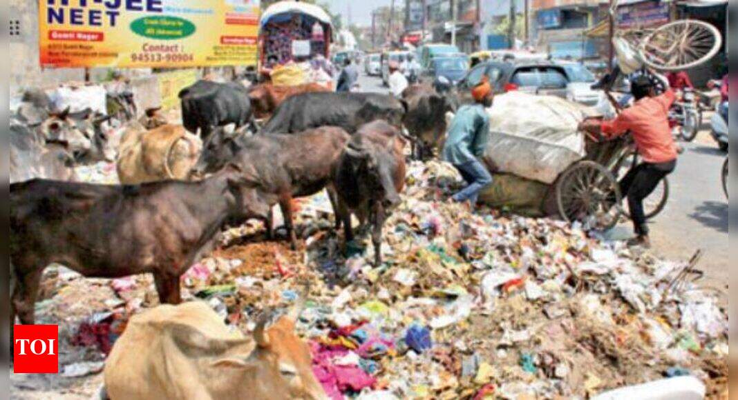 Mosquitoes Menace: Mosquitoes sound disease threat as garbage lies ...