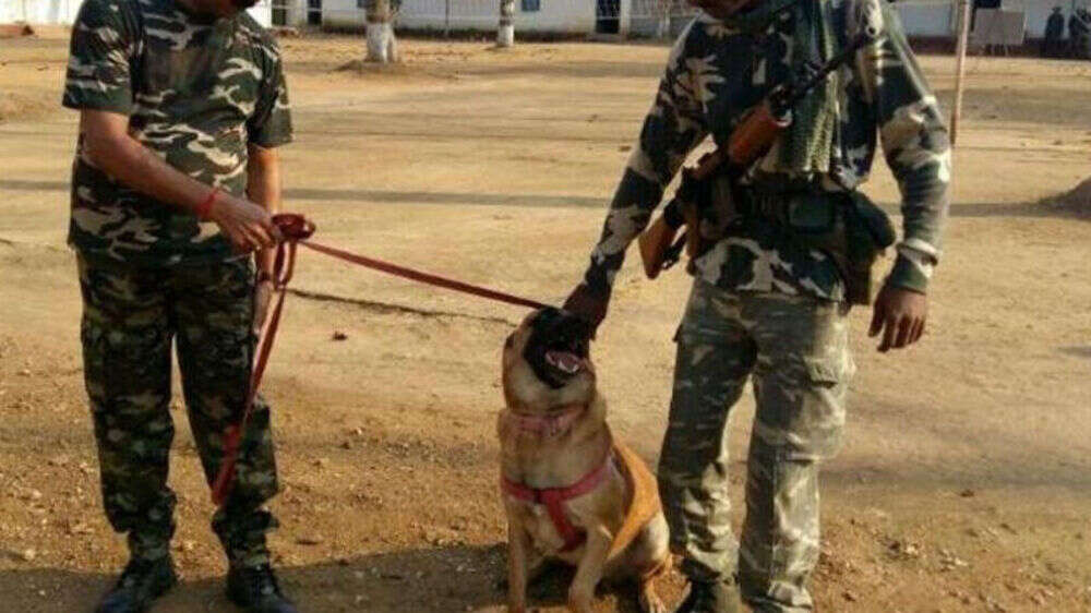 Cracker, martyr CRPF dog: A life in pictures | The Times of India