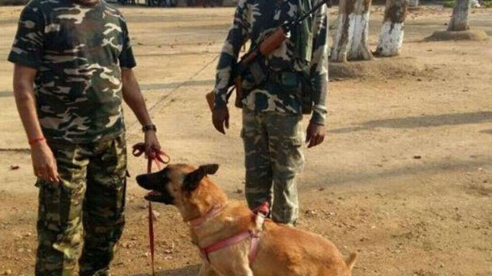 Cracker, martyr CRPF dog: A life in pictures | The Times of India