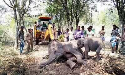 Sick elephant reunited with calf after timely treatment by doctors ...