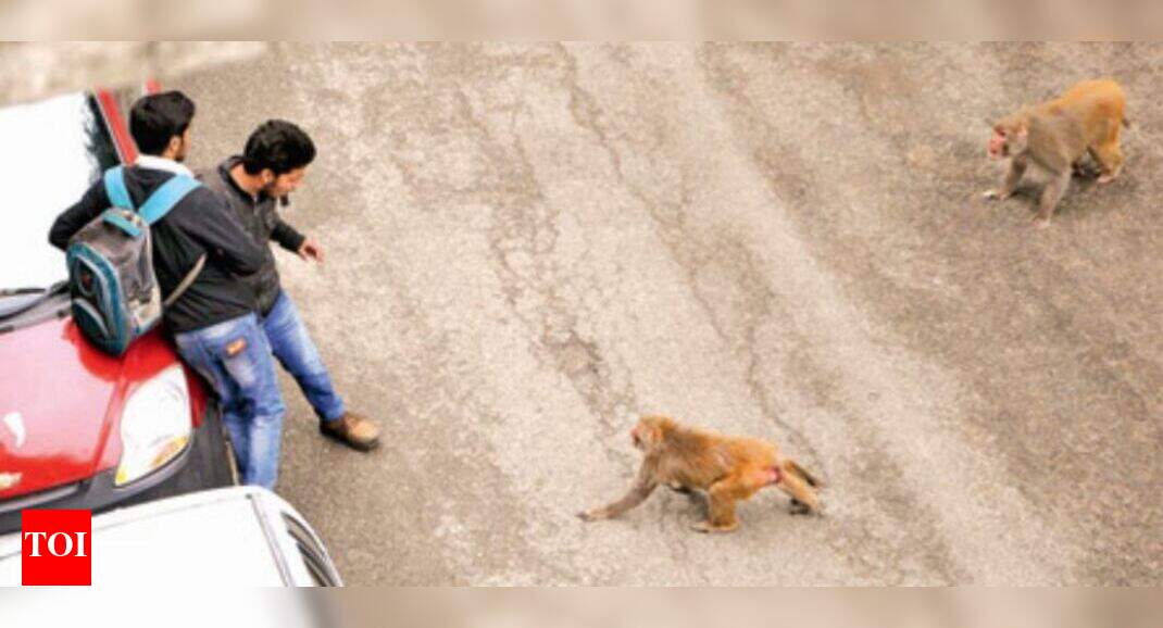 Eco Task Force: Eco task forces to cull monkeys | Shimla News - Times ...
