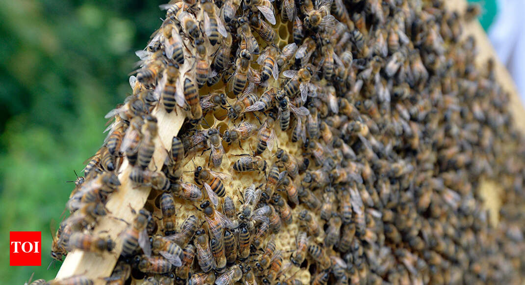 ‘Bees: Only insects that produce food for humans’ | Nagpur News - Times ...