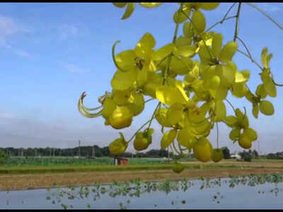 Vishu is almost here but where do we get the konna for the kani ...