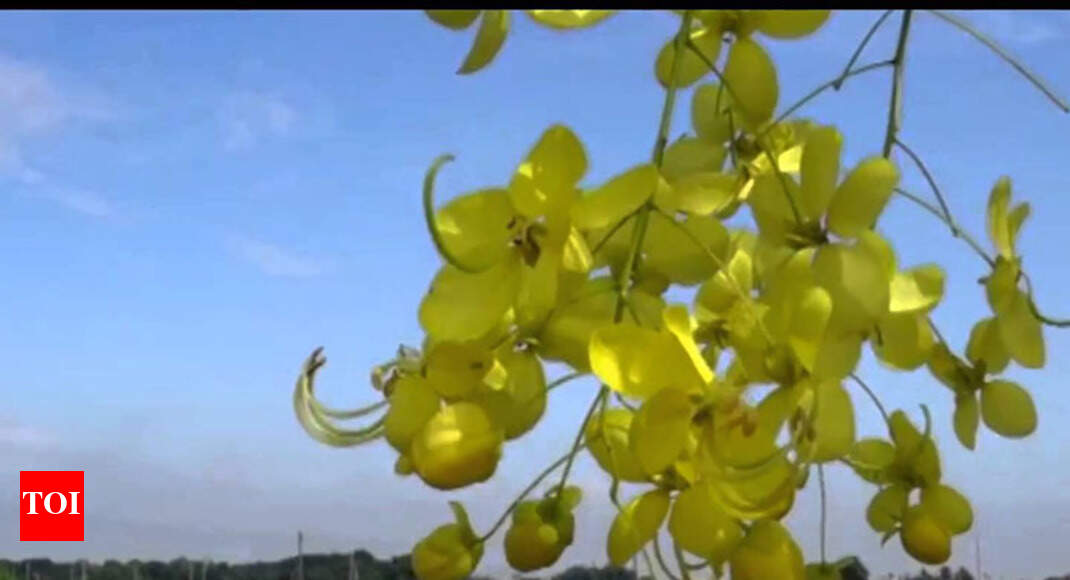 konna flower kerala: Vishu is almost here but where do we get the konna ...