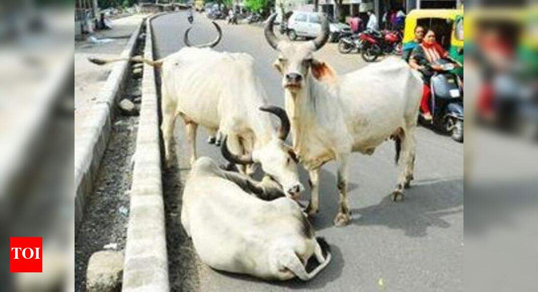 Dead Cows: Cows die of hunger, disease in Ayodhya | Lucknow News ...