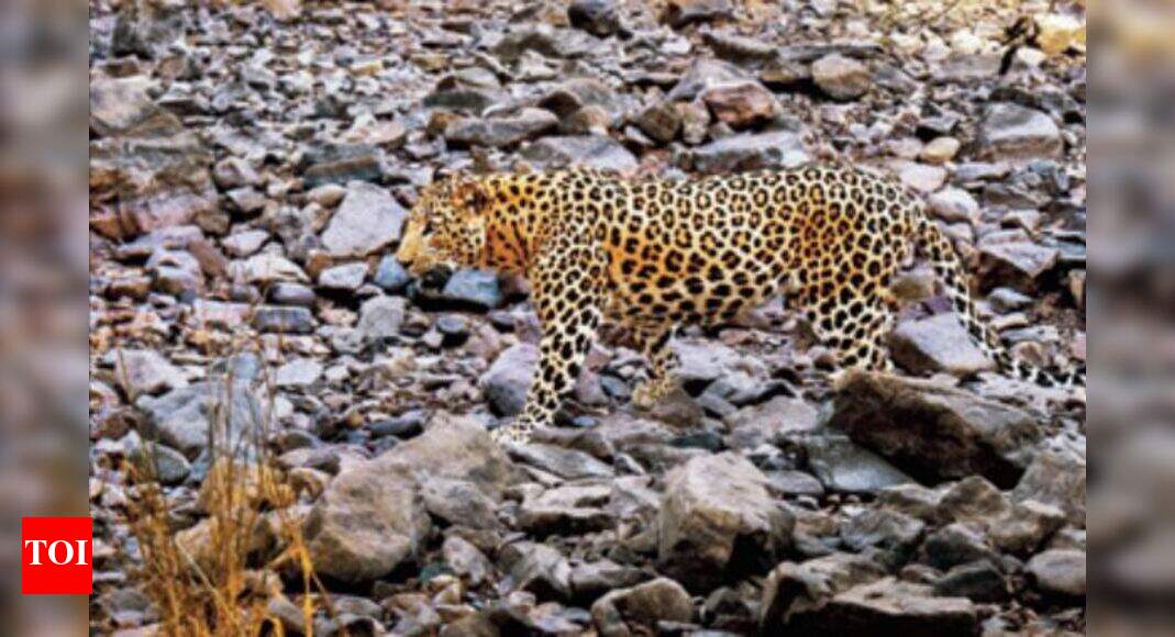 Panic after leopard attacks Uttarakhand village | Dehradun News - Times ...