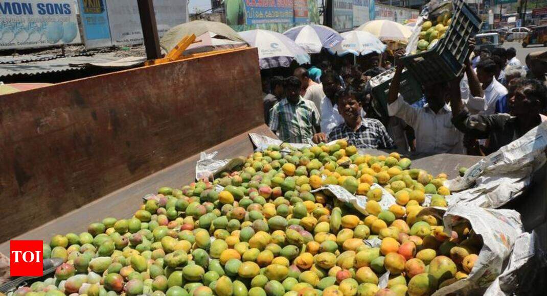 Use of calcium carbide to ripen mango rampant | Hubballi News - Times ...