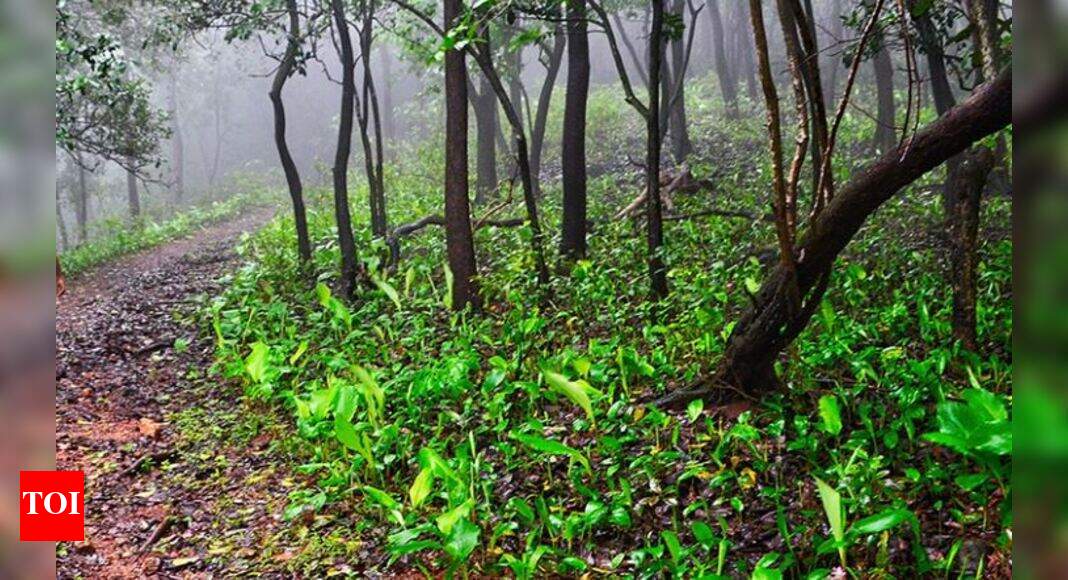 Maharashtra government adds over 91,429 acres as reserved forests ...