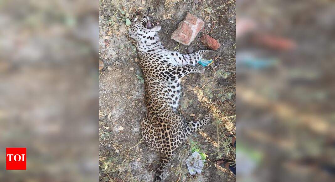 Leopard found dead near Bardoli | Surat News - Times of India