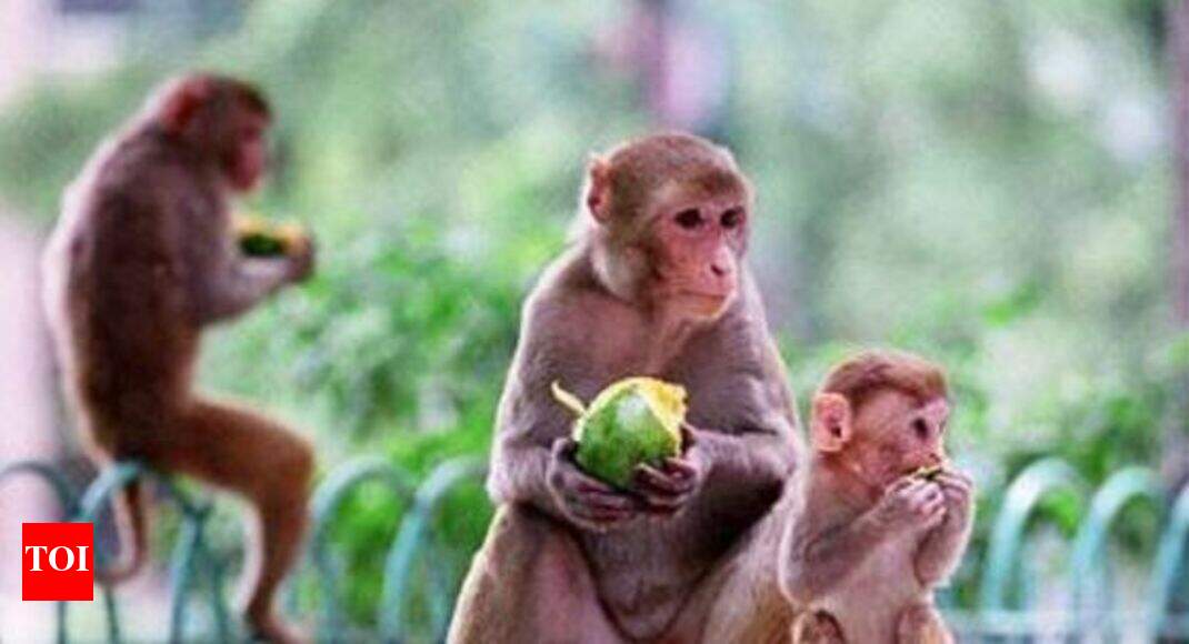 Monkeys in Thane: Heat forces monkeys to swing their way into Thane in ...
