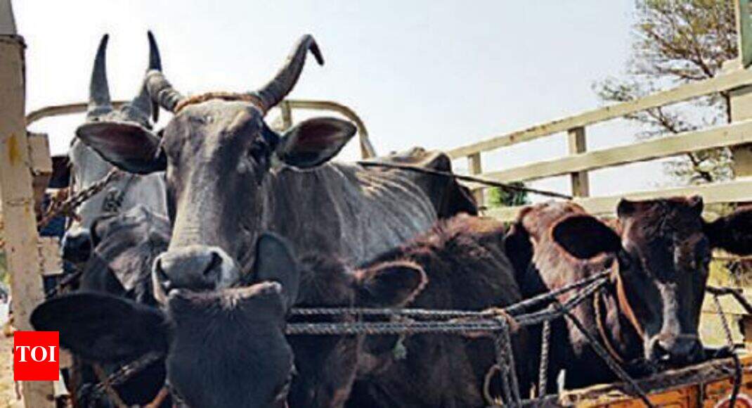Cattle slaughter: Kerala retains top slot in cattle slaughter; Bihar ...