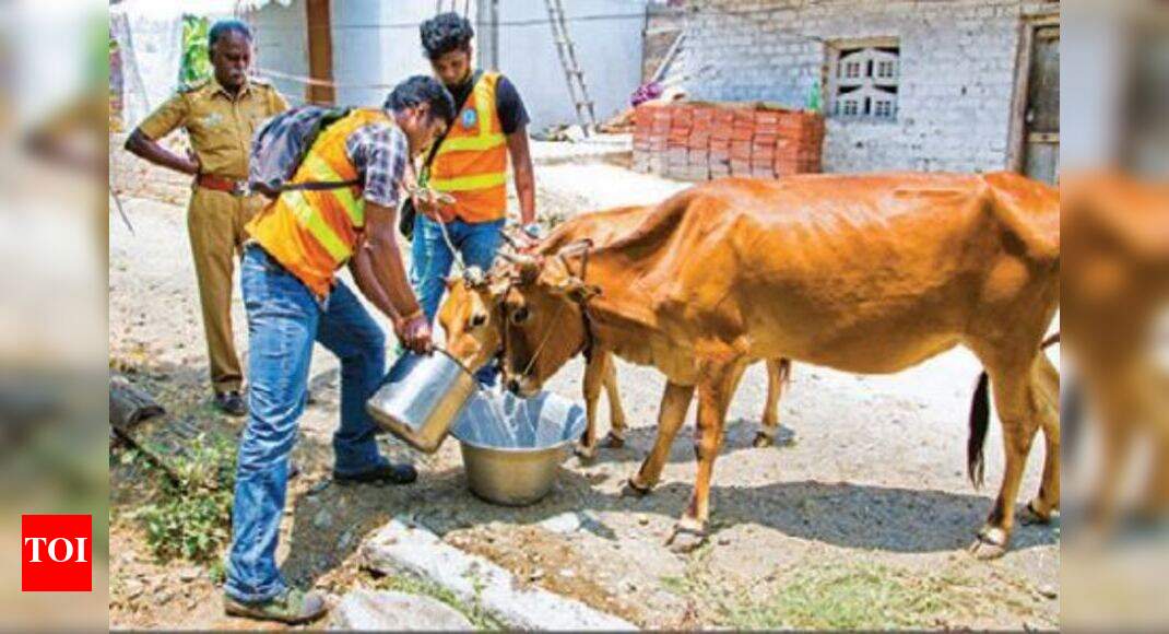 Cattle Rescued: Starving cattle rescued from locked house | Chennai ...