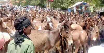 Donkey protest stalls traffic in Banda | Kanpur News - Times of India