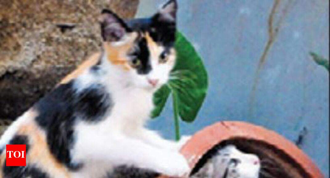 Disappearing cats: Chennai: Disappearing cats may end up in a plate of ...