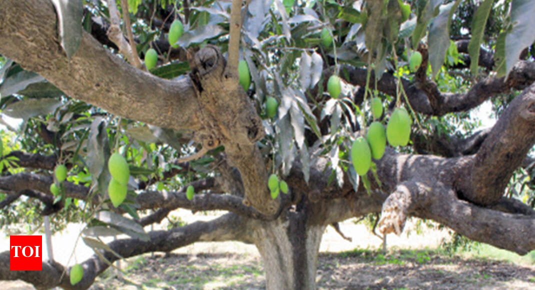 Karnataka mango exports to touch 10,000 tonnes | Bengaluru News - Times ...