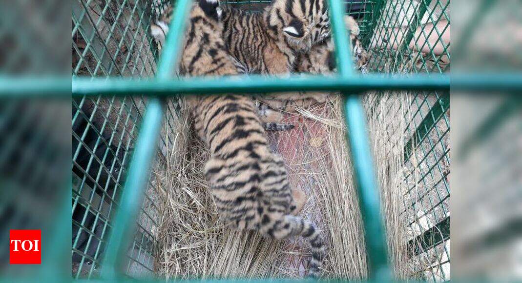 3 tigers die in MP in 48 hrs, toll touches 40 in 14 months | Bhopal ...