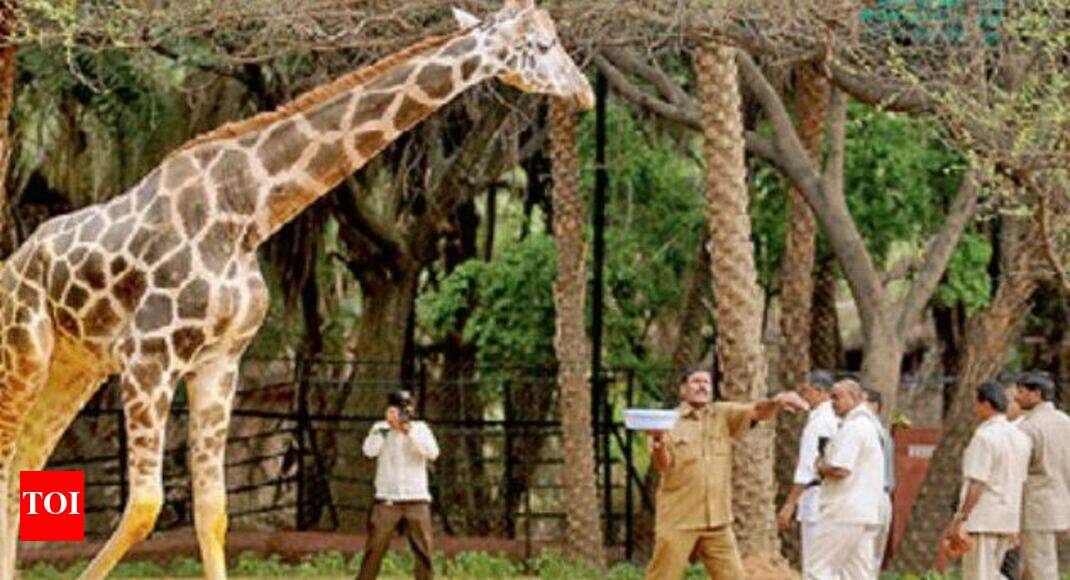 With no mates, zoo animals show signs of depression, barely eating ...