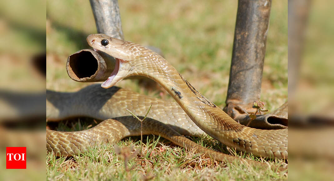Assam vulnerable to snake menace | Guwahati News - Times of India