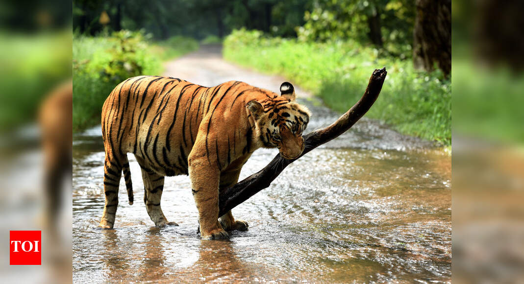 Champawat: Tiger kills woman in Champawat district, body recovered ...