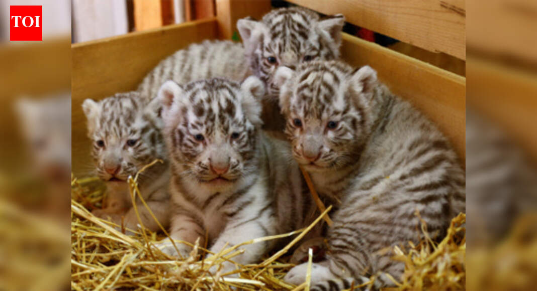Rare white tiger cubs born at Austrian zoo