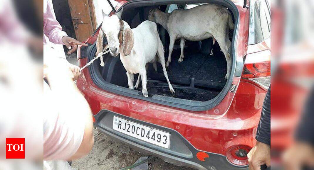 Stealing Goats From Residential Colonies: One arrested in Godhra for ...