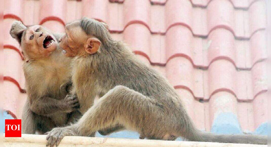 Performing Monkeys Rescued: 2 performing monkeys rescued from Chokar ...