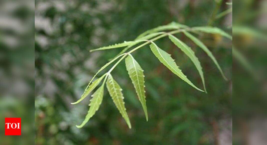 Manda Mhatre: BJP MLA for neem plantation drive in city | Navi Mumbai ...