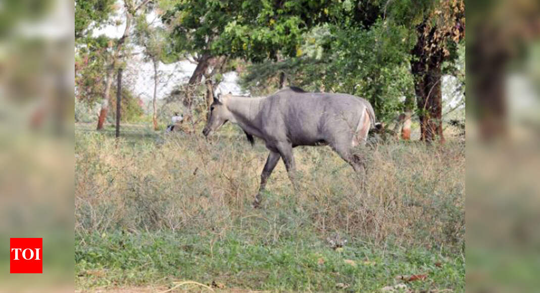 Blue-Bull Menace: Blue-bull a menace for farmers in UP | Lucknow News ...