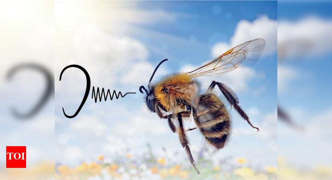 Listening to insects could save our lives - The Times of India