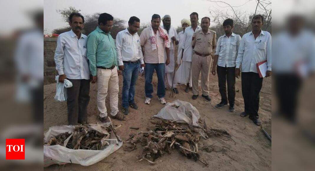 Branding with hot iron cases continue unabated | Jaipur News - Times of ...