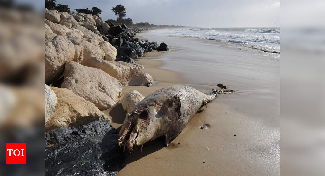 Dolphin carcass found floating in Hooghly | Kolkata News - Times of India