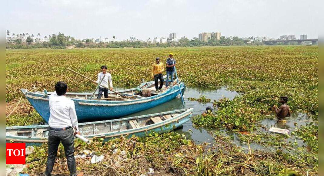 Tapi River: Citizens fight to free Tapi of water hyacinths, where ...