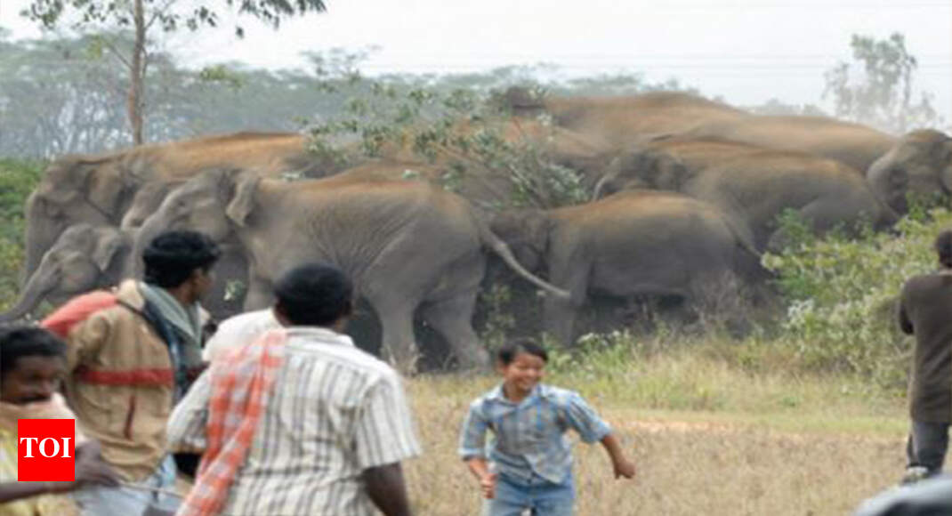 Elephants claim 105 lives in 2 years; no solution in sight | Bengaluru ...