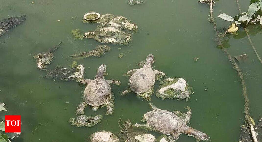 Over 100 endangered turtles found dead in pond in Agra village | Agra ...