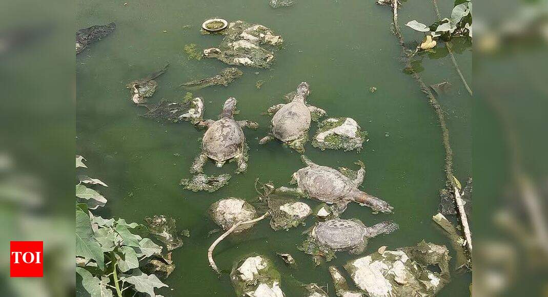 Over 100 endangered turtles found dead in pond in Agra village | Agra ...