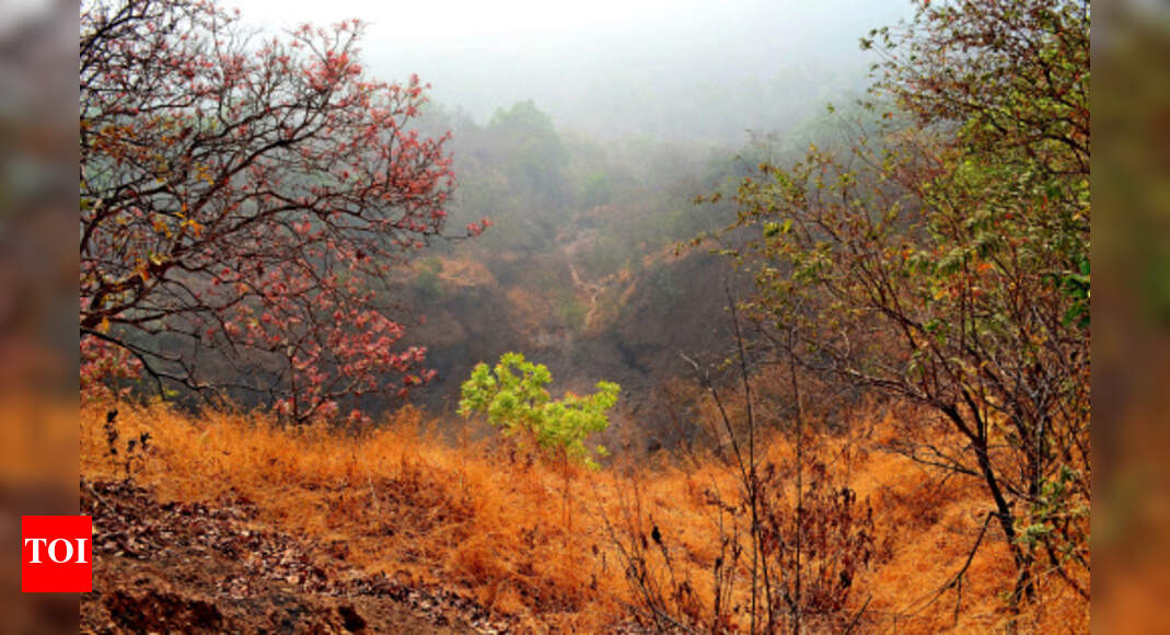 Now, 1.5km stretch of SGNP faces axe for highway project | Mumbai News ...