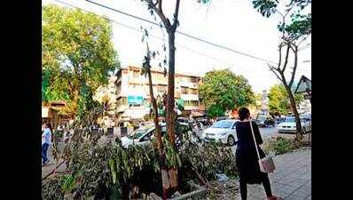 Axe effect: Dozen trees denuded on Linking road | Mumbai News - Times ...