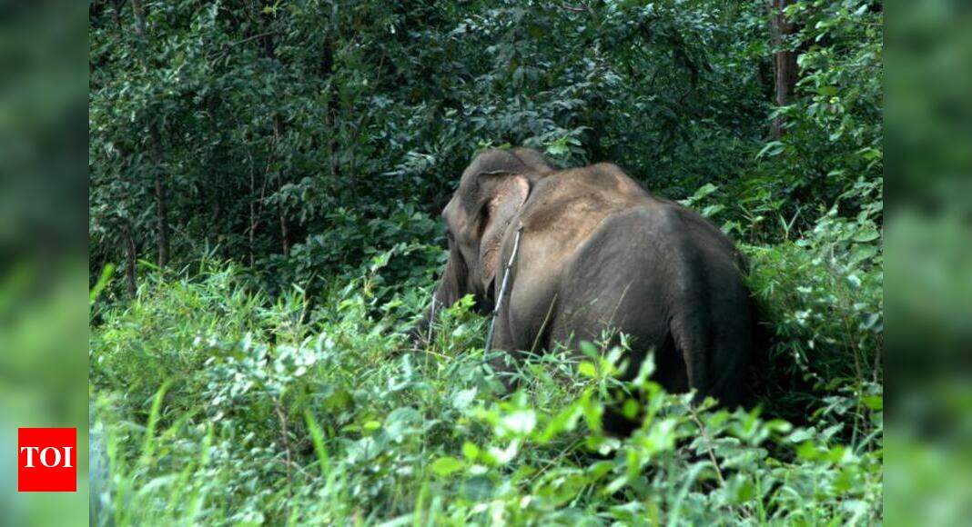 Jharkhand Forest: Jharkhand forest department begins elephant census in ...