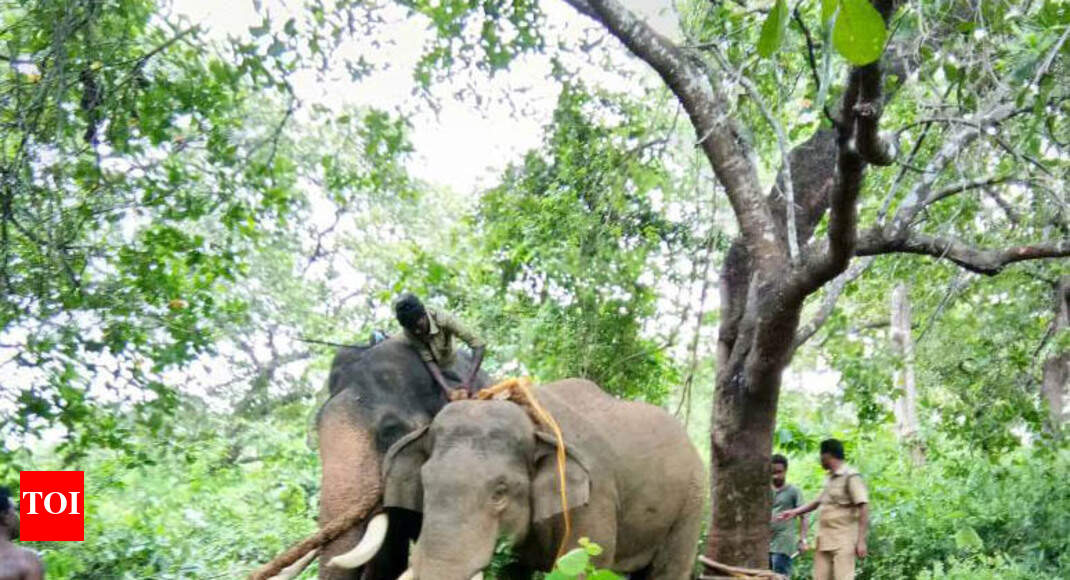‘Terror elephant’ Chullikomban caught after tranquilizing | Kochi News ...