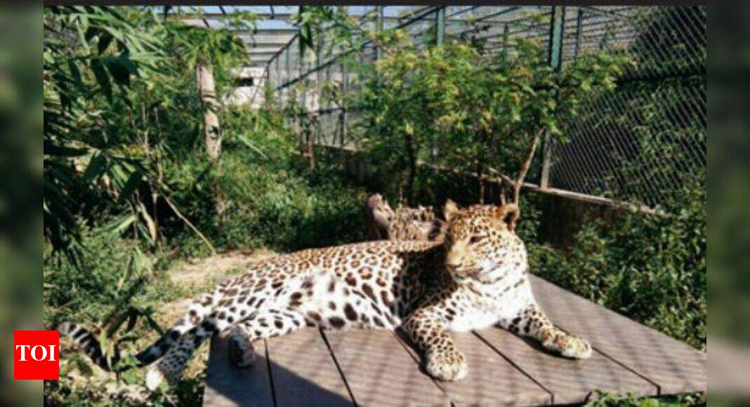 Forest department to acquire 12 cages for Manikdoh leopard rescue ...