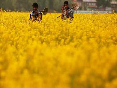 Anti-GM groups step up efforts to stall commercial release of ...