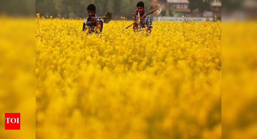 Anti-GM groups step up efforts to stall commercial release of ...