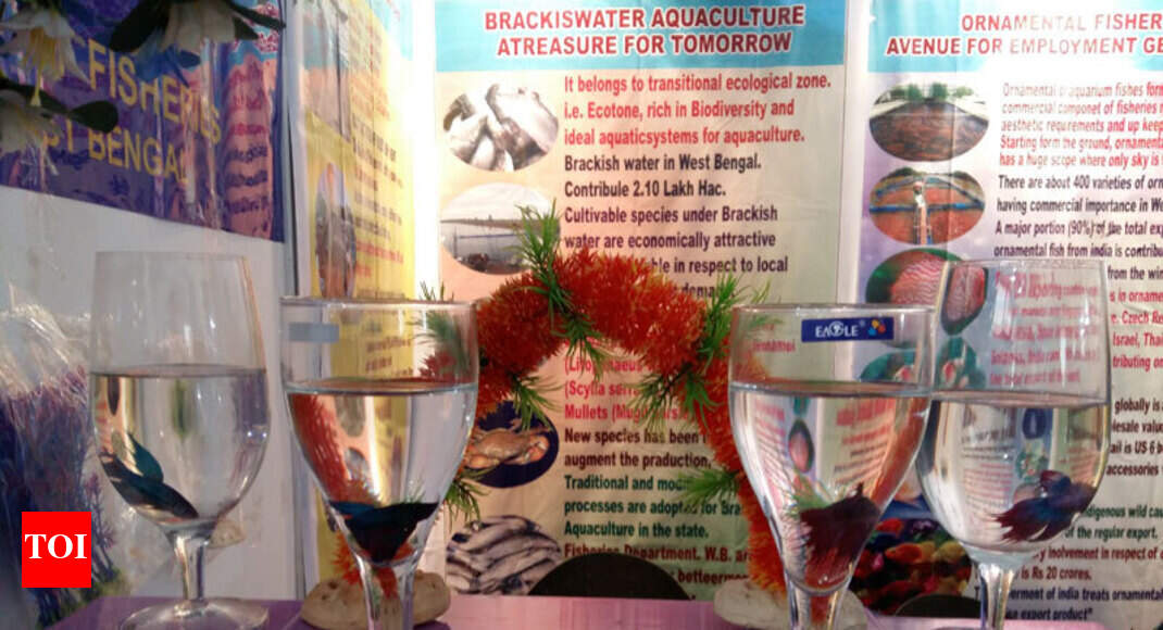 MPEDA: MPEDA launches subsidy scheme to open aquarium fish breeding ...