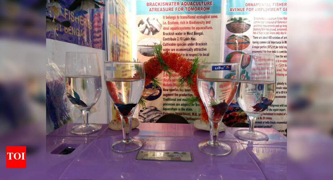 MPEDA: MPEDA launches subsidy scheme to open aquarium fish breeding ...
