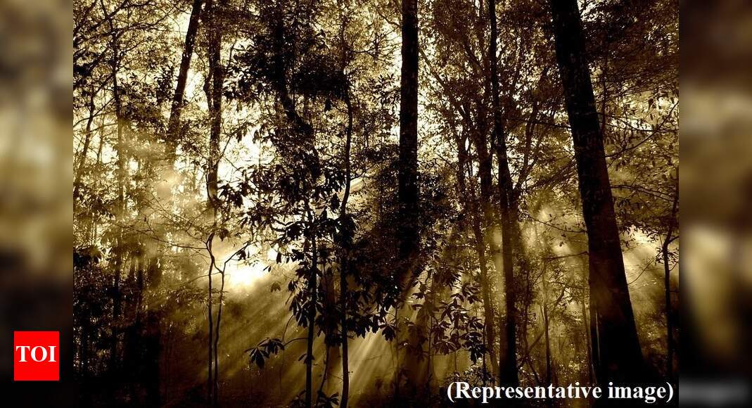 Declare full Kappatagudda reserve forest: Seer | Hubballi News - Times ...