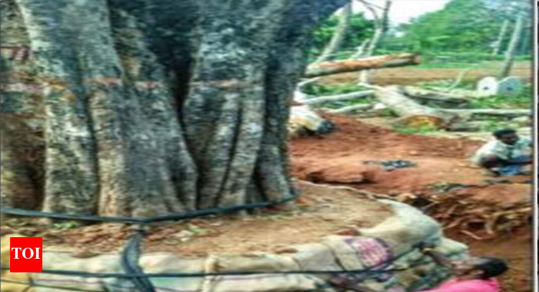 Translocated with care, 1 neem and 3 peepal trees find new roots ...