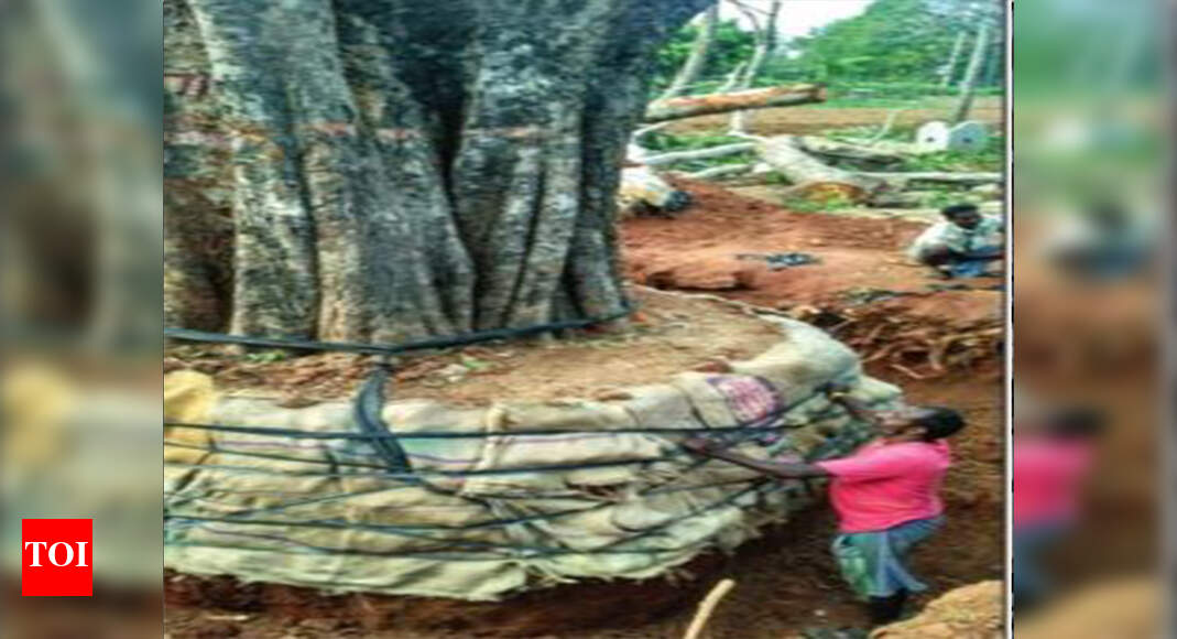 Translocated with care, 1 neem and 3 peepal trees find new roots ...